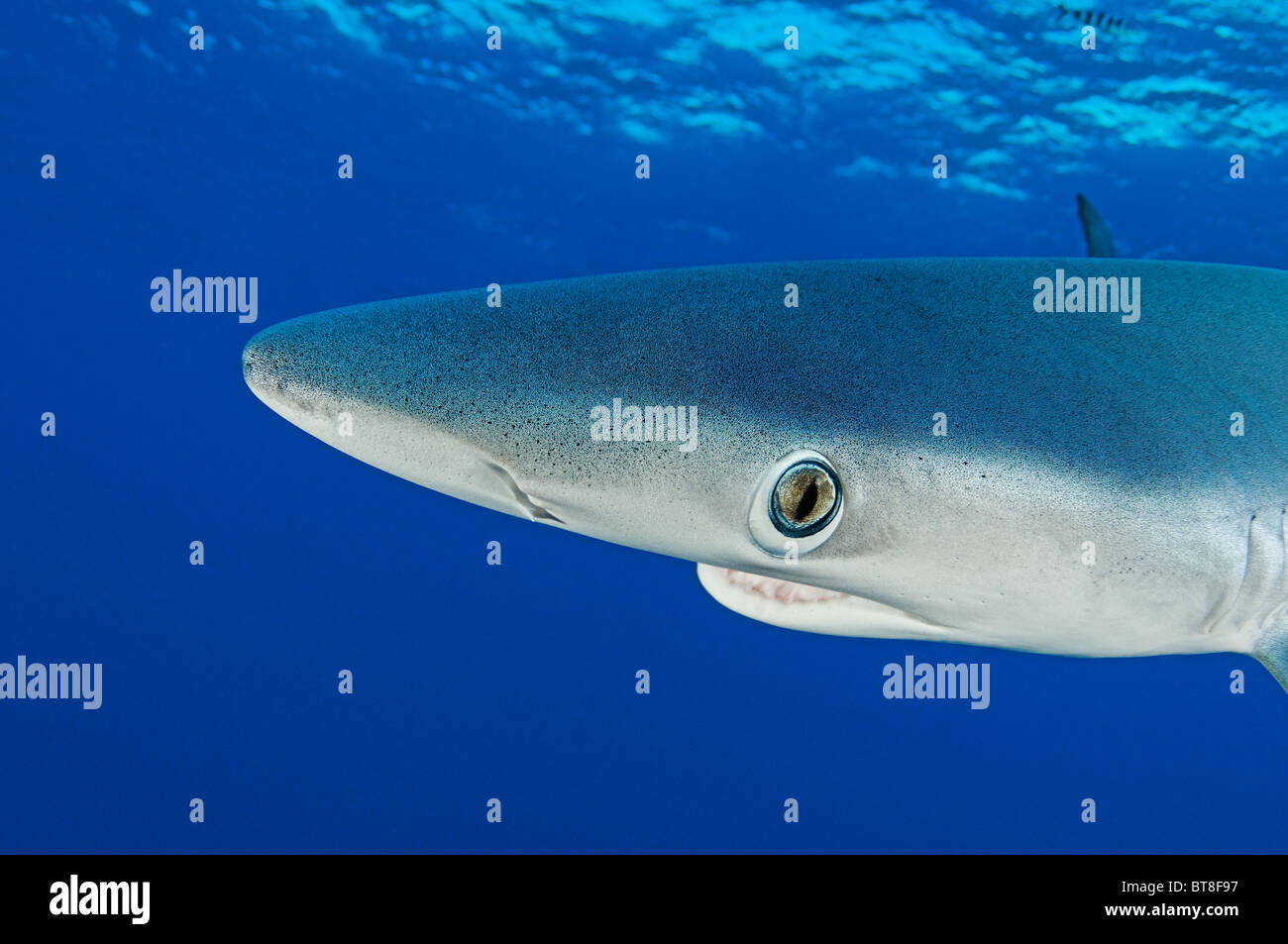 Blue Shark, Prionace glauca, Azores, Portugal, Atlantic Ocean Stock ...