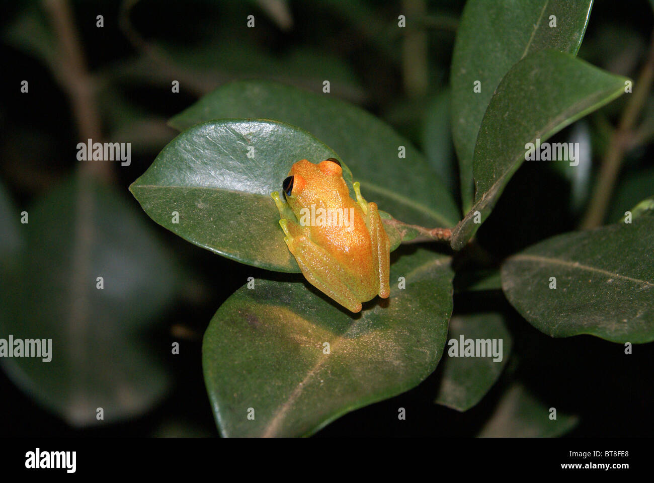 Boophis luteus frog hi-res stock photography and images - Alamy