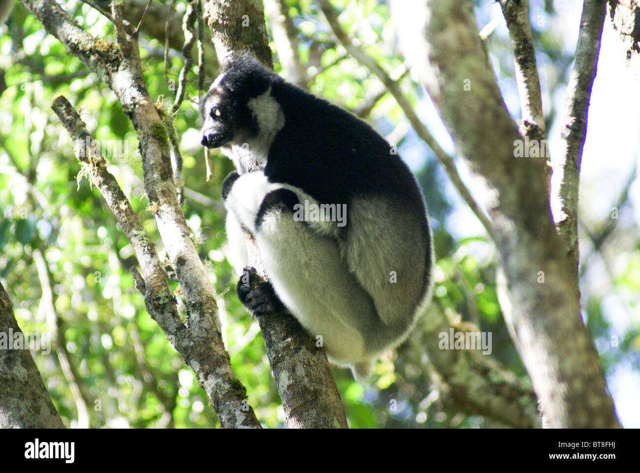 Madagascar, Perinet, An Indri, (Indri indri) the Largest Lemur, Howling ...