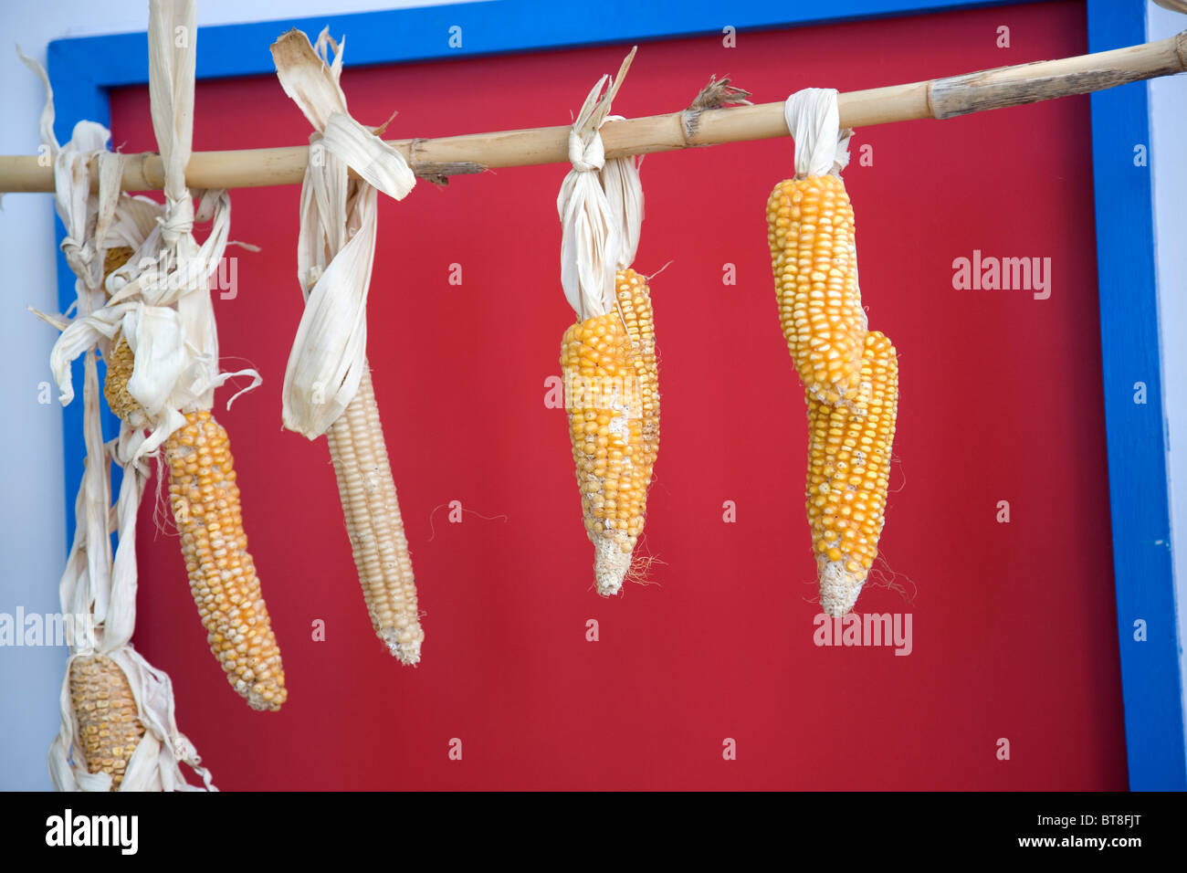 Dried Corn on the cob, suspended from cane Stock Photo - Alamy