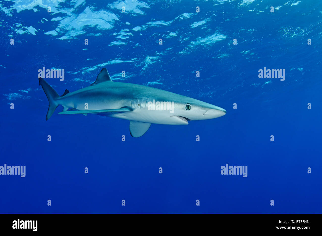 Blue Shark, Prionace glauca, Azores, Portugal, Atlantic Ocean Stock ...
