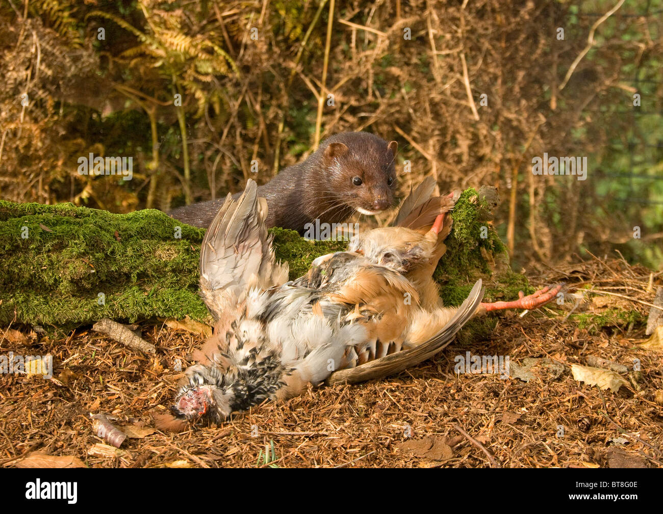American mink uk fish hi-res stock photography and images - Alamy