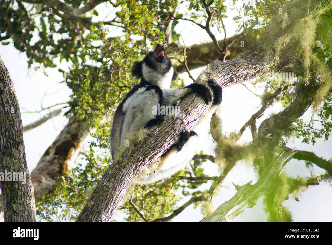 Madagascar, Perinet, An Indri, (Indri indri) the Largest Lemur, Howling ...