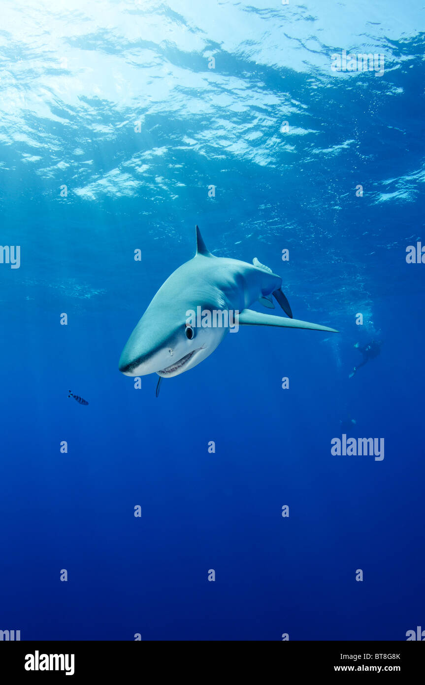 Blue shark hi-res stock photography and images - Alamy