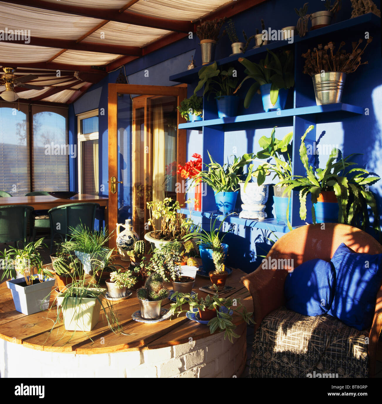 Houseplants in pots on wood and brick fixed table in small blue ...