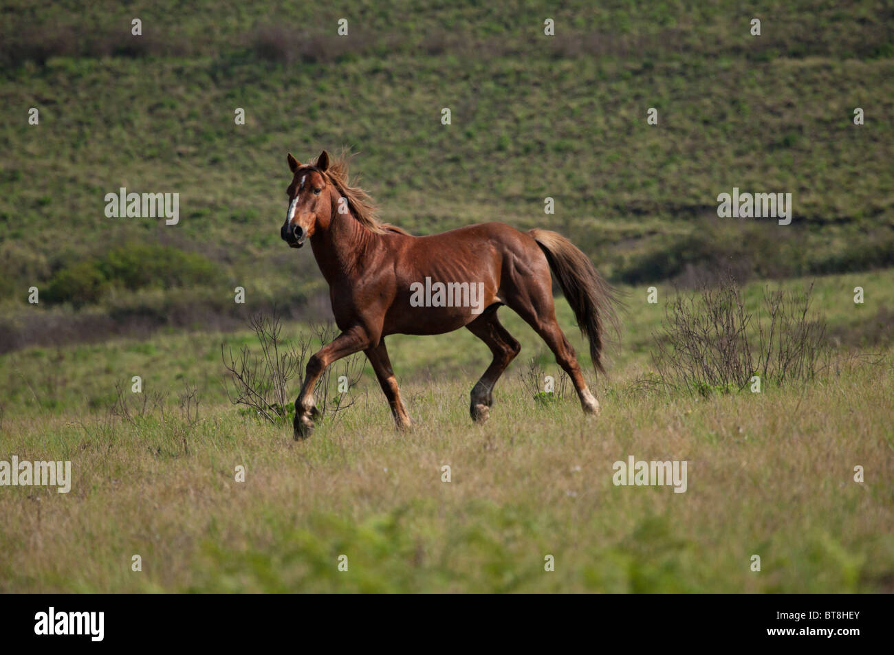 South africa wild feral animal hi-res stock photography and images - Alamy
