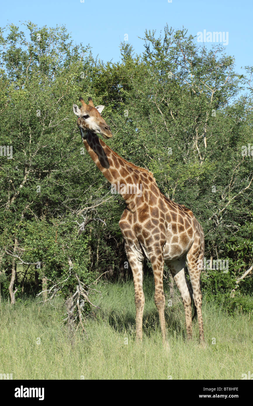 Full body giraffe hi-res stock photography and images - Alamy