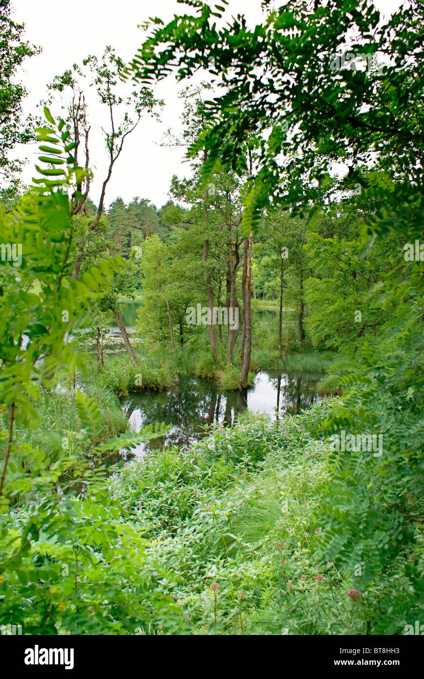 Augustow Forest High Resolution Stock Photography and Images - Alamy