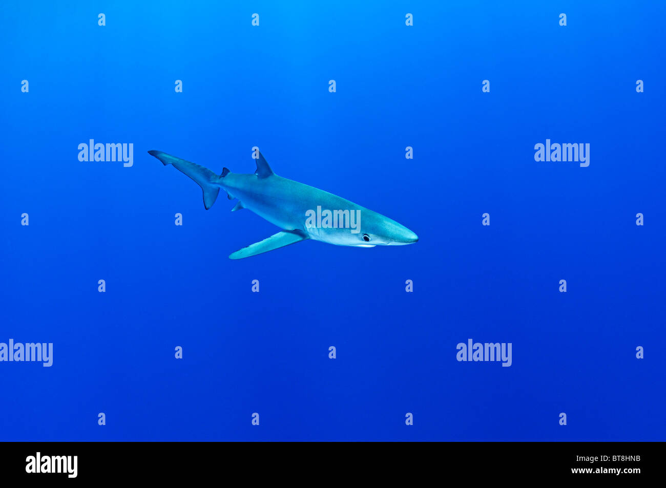 Blue Shark, Prionace glauca, Azores, Portugal, Atlantic Ocean Stock ...