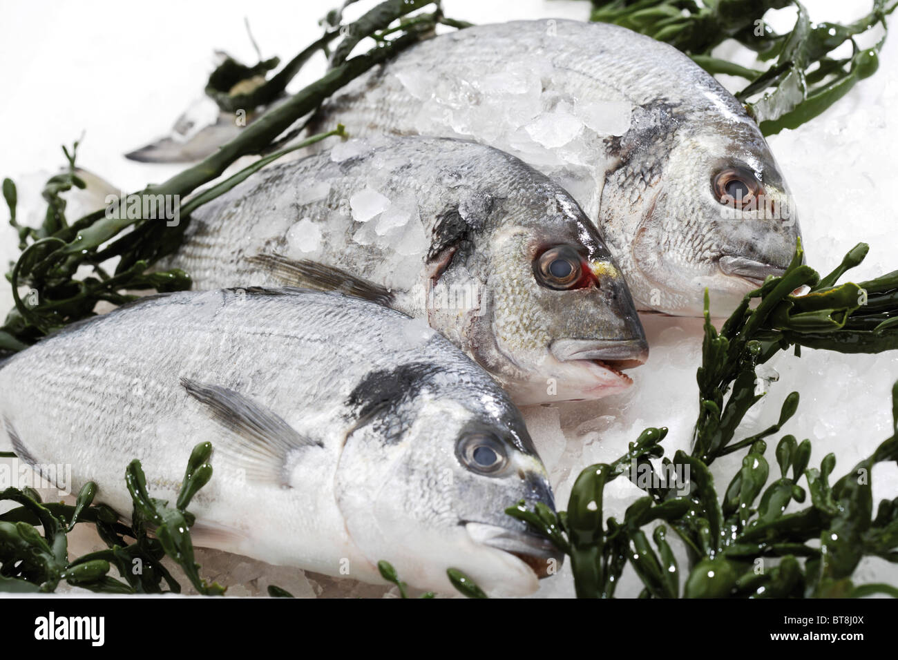 Gilthead seabream, dorade royale, with seaweed Stock Photo - Alamy