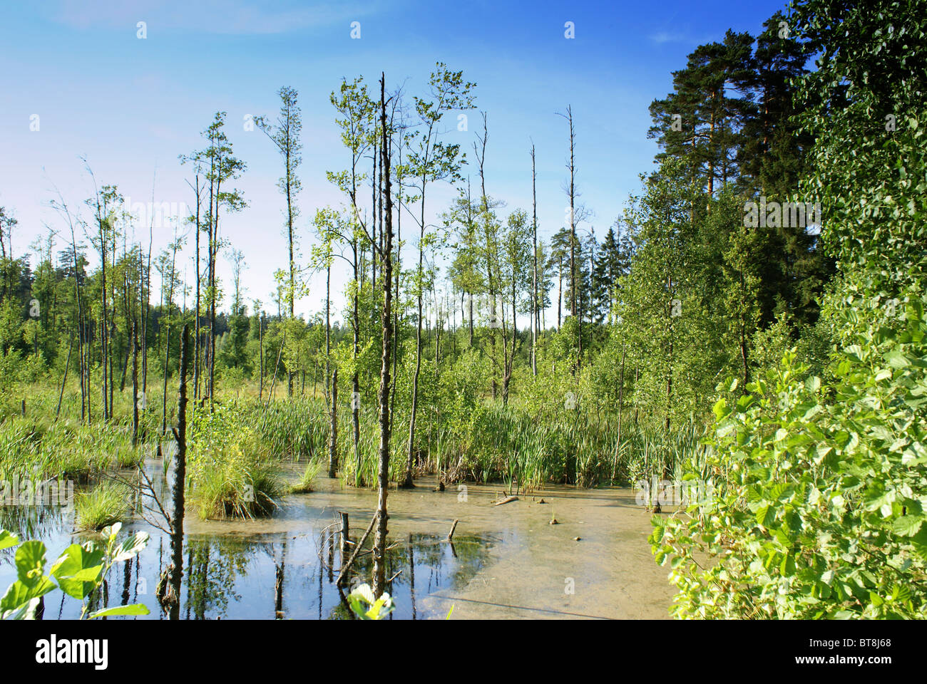 Augustow Forest High Resolution Stock Photography and Images - Alamy