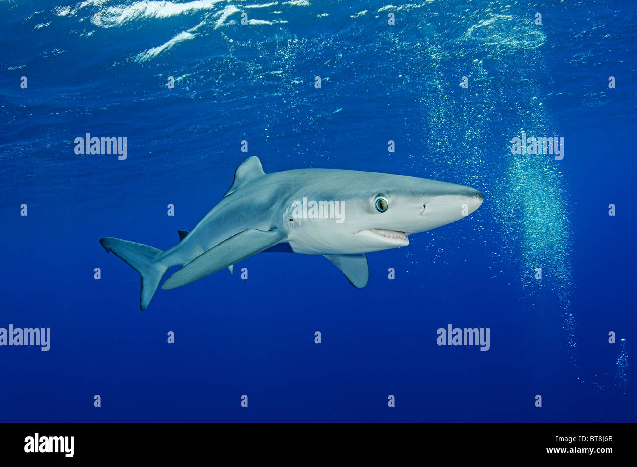 Blue Shark, Prionace glauca, Azores, Portugal, Atlantic Ocean Stock ...