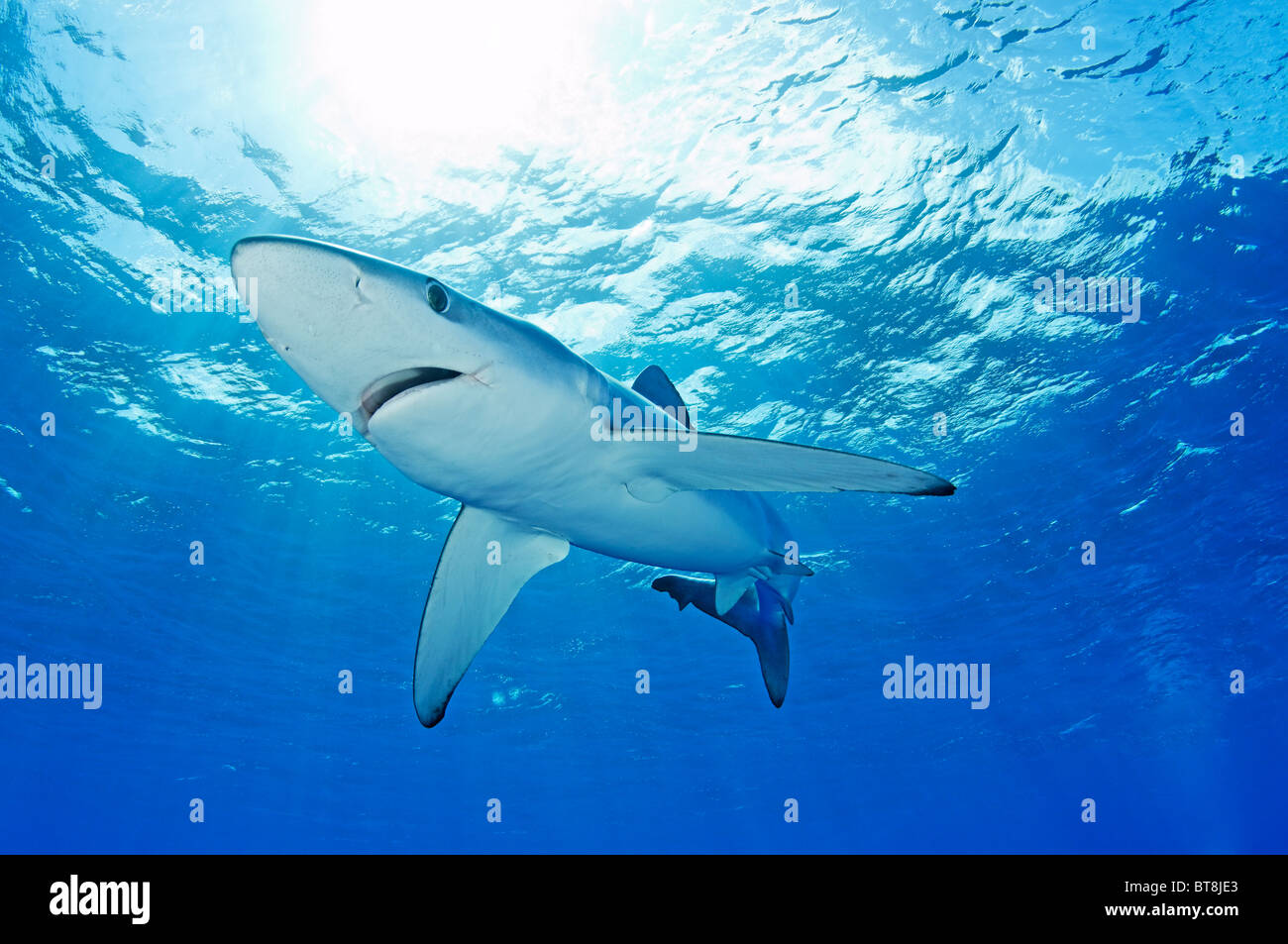 Carcharhinus glauca hi-res stock photography and images - Alamy