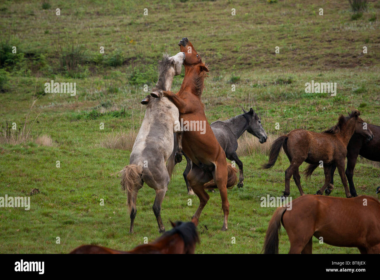 South Africa Wild Feral Animal Horse Nature Stock Photo - Alamy