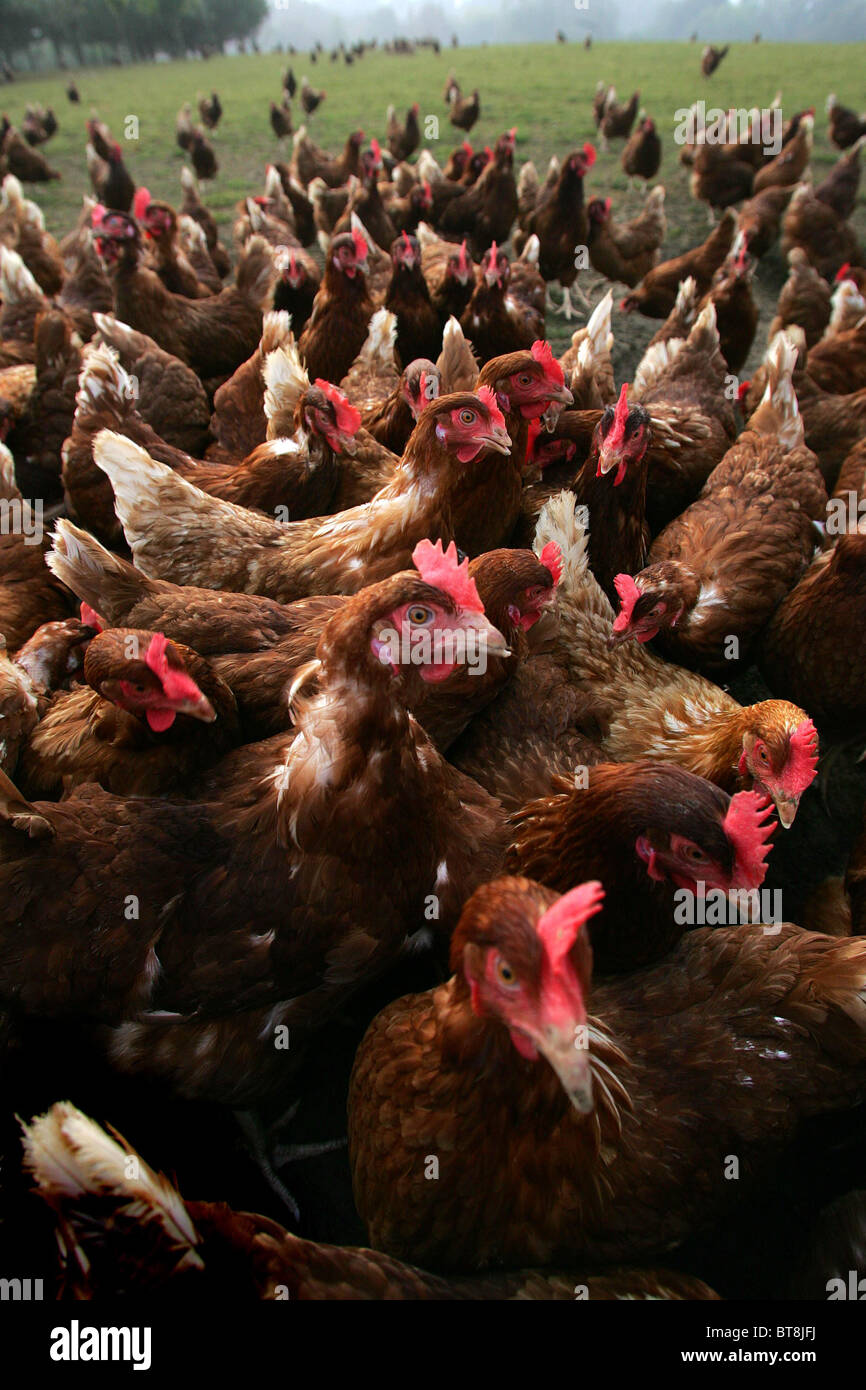 Free Range chickens at Grassington farm in North Chailey. Picture by ...