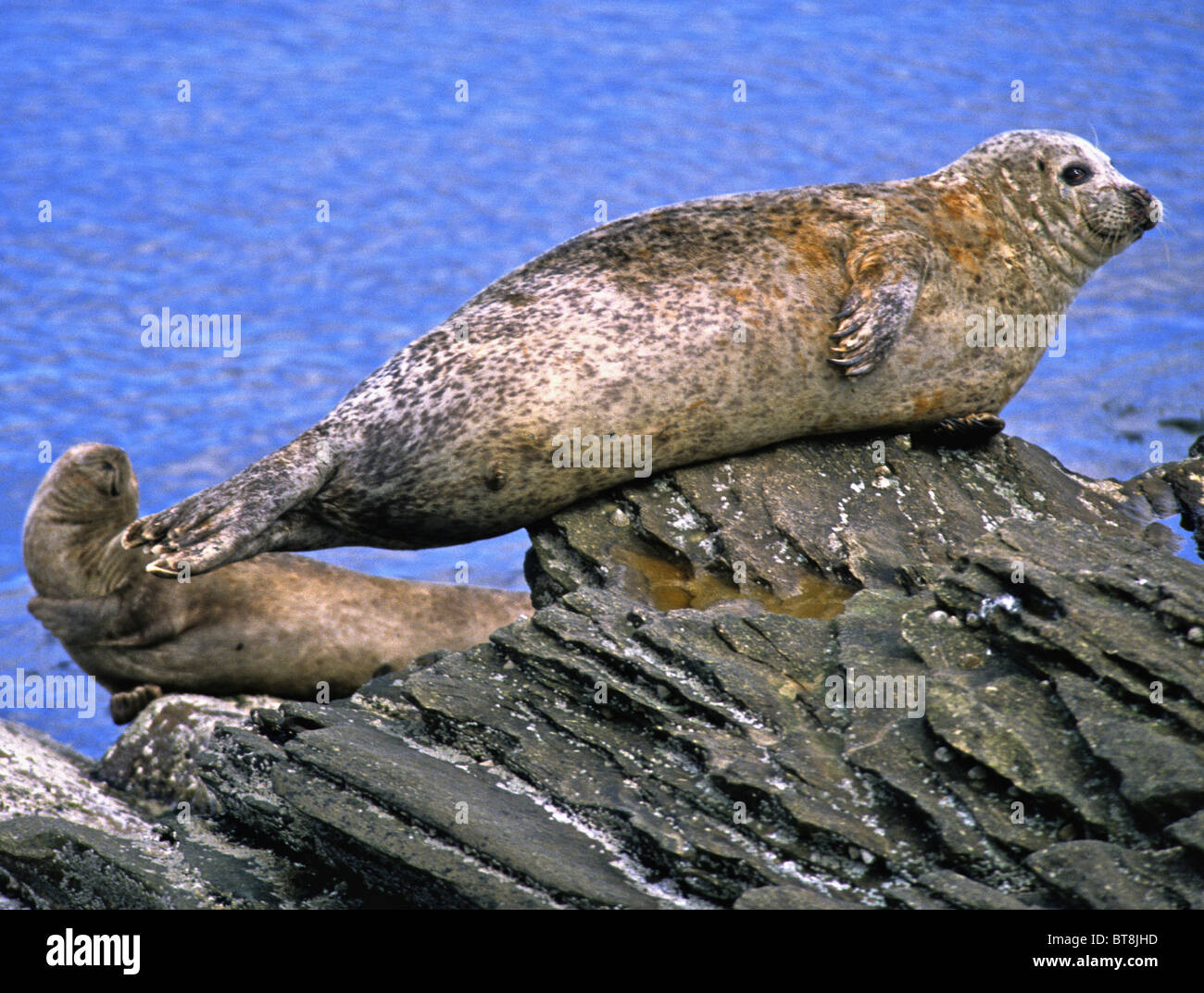 These are Common Seals basking in the sun Stock Photo - Alamy