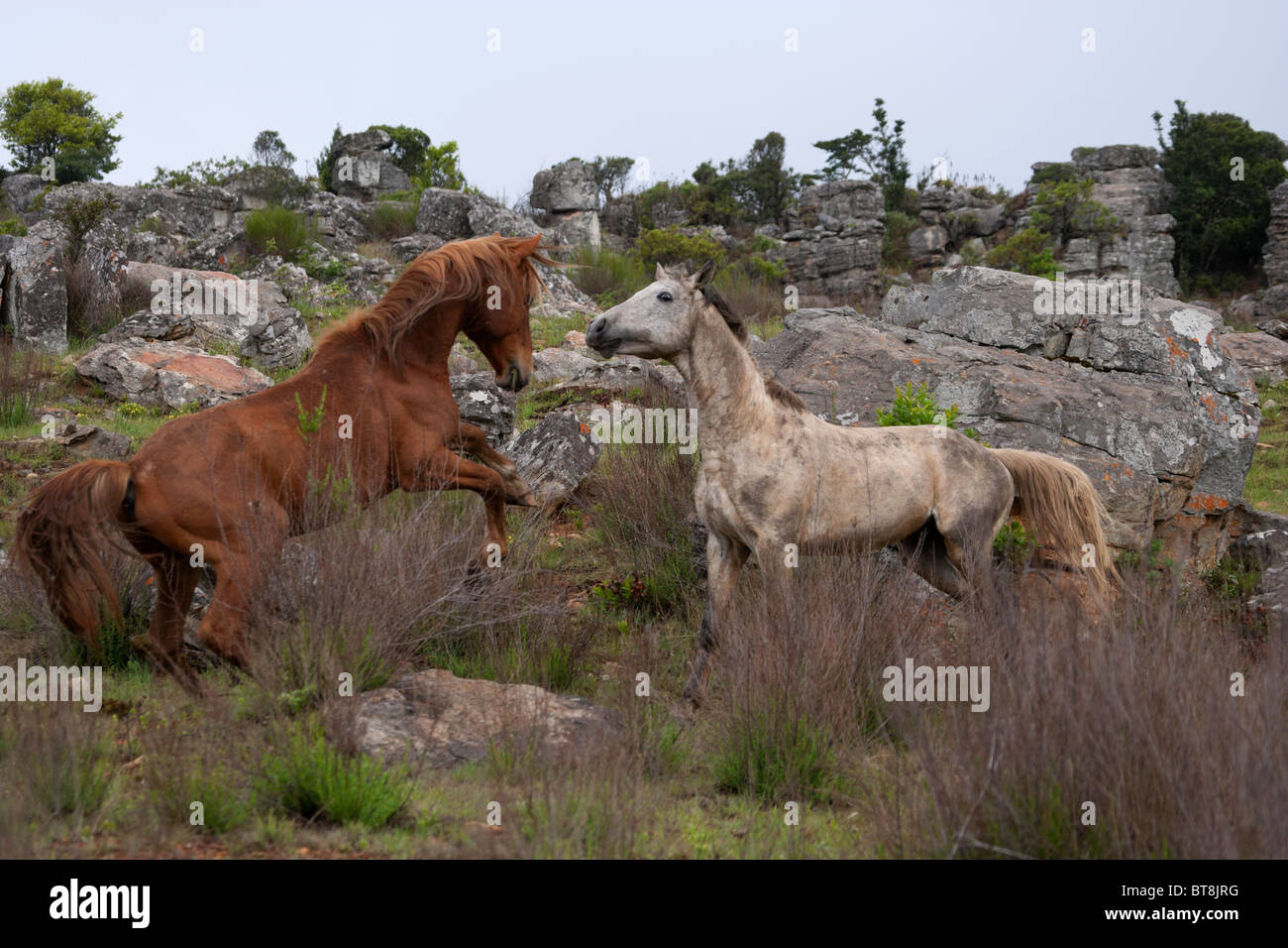 South Africa Wild Feral Animal Horse Nature Stock Photo - Alamy