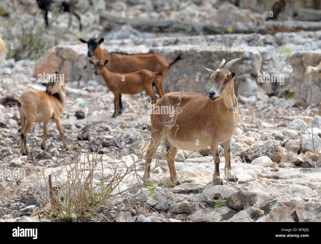 Goats on wasteground on the Island of La Gonave, Haiti Stock Photo - Alamy