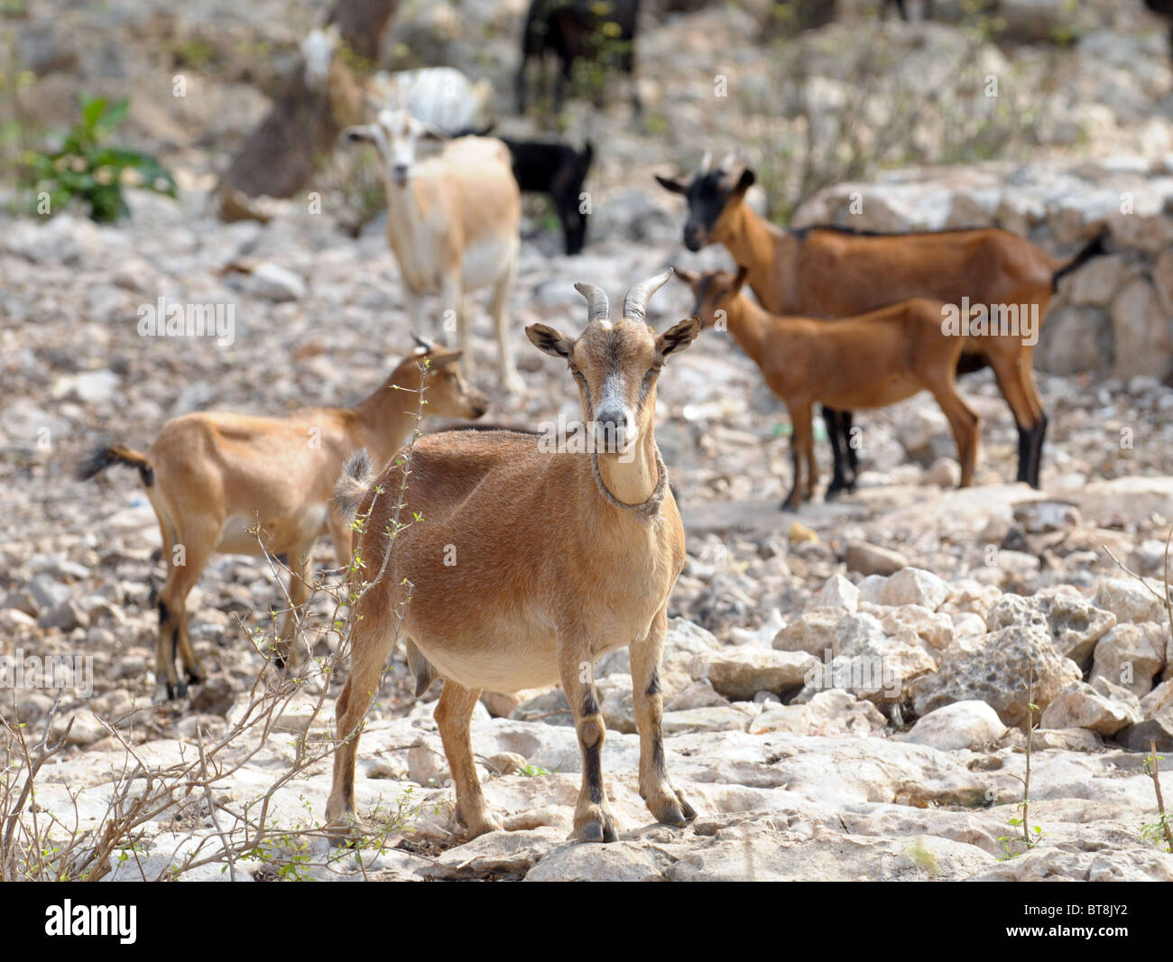 Goats on wasteground on the Island of La Gonave, Haiti Stock Photo - Alamy