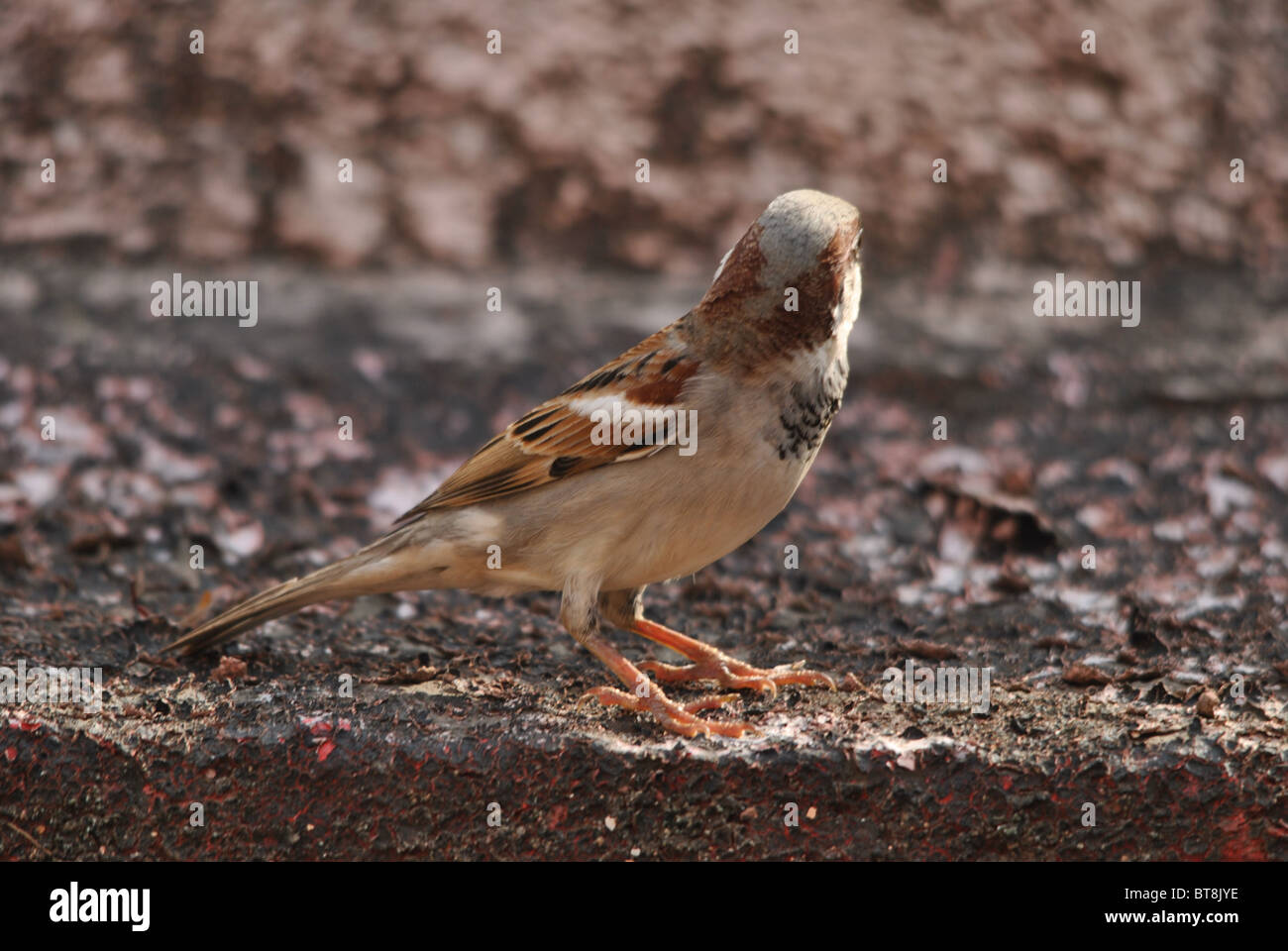 Bird mail hi-res stock photography and images - Alamy