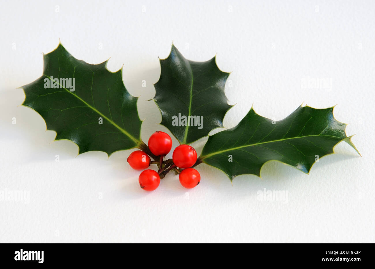 Holly Leaves Berries High Resolution Stock Photography and Images - Alamy