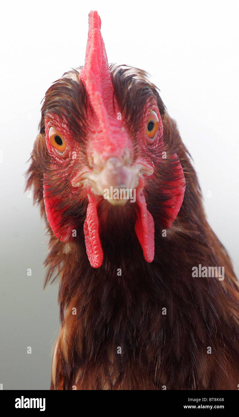 Free Range chickens at Grassington farm in North Chailey. Picture by ...