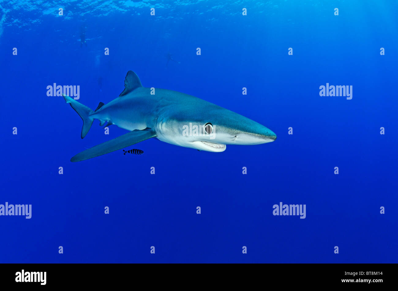 Blue Shark, Prionace glauca, Azores, Portugal, Atlantic Ocean Stock ...