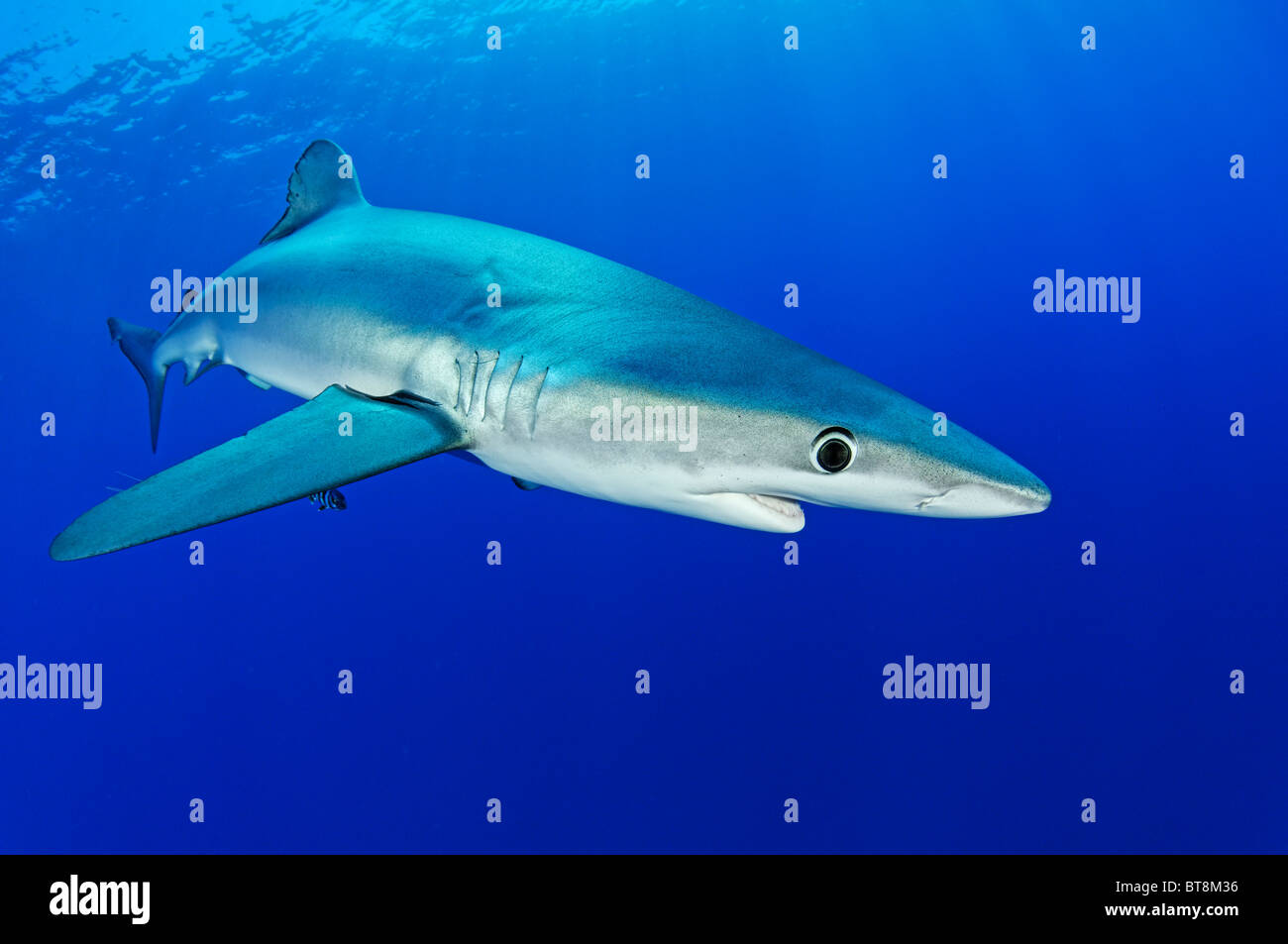 Blue shark hi-res stock photography and images - Alamy