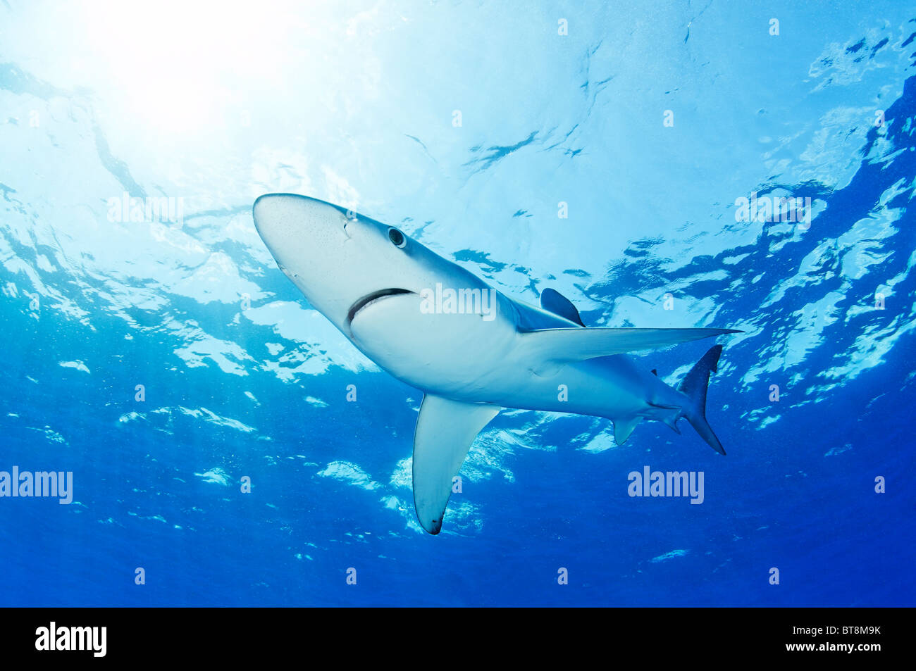 Blue Shark, Prionace glauca, Azores, Portugal, Atlantic Ocean Stock ...