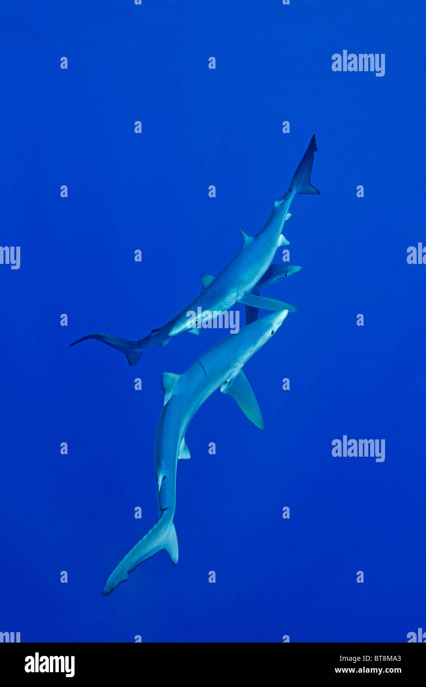 Blue sharks hi-res stock photography and images - Alamy