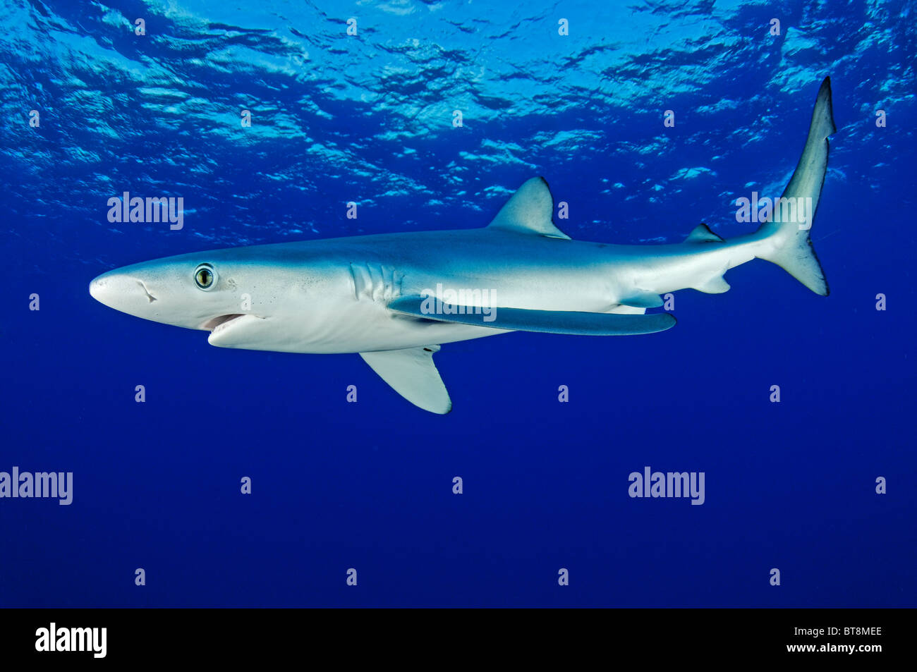 Blue Shark, Prionace glauca, Azores, Portugal, Atlantic Ocean Stock ...