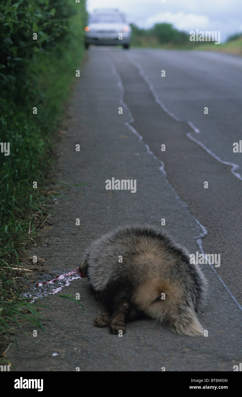 Dead badger road kill animals hi-res stock photography and images - Alamy