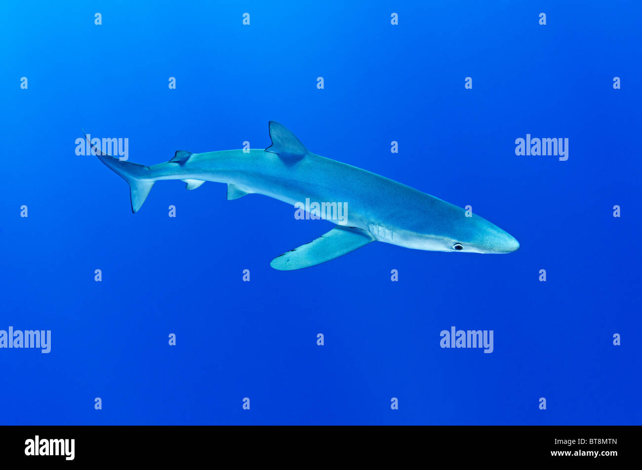 Blue Shark, Prionace glauca, Azores, Portugal, Atlantic Ocean Stock ...