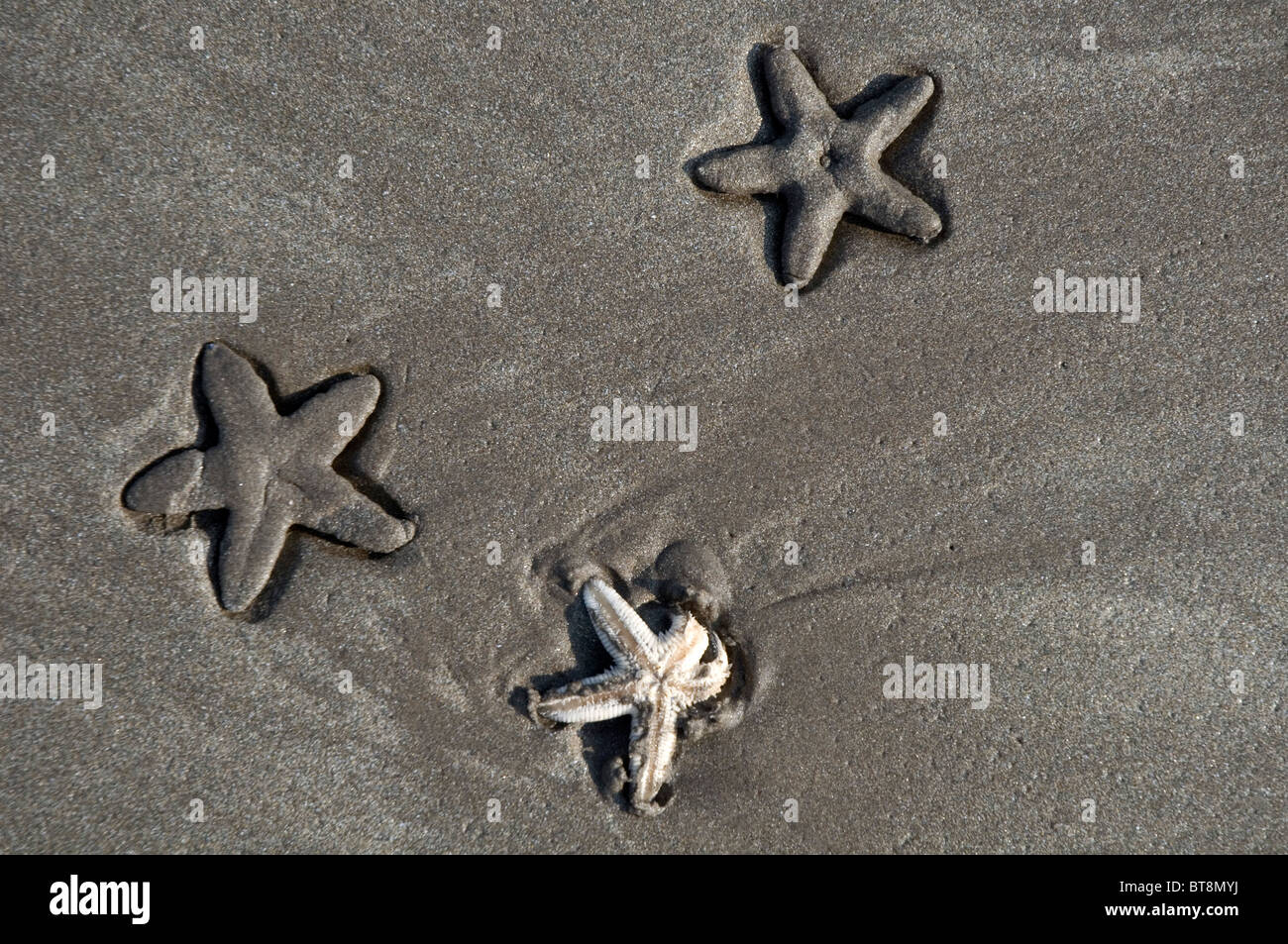 Starfish on Arambol beach, Goa, India Stock Photo - Alamy