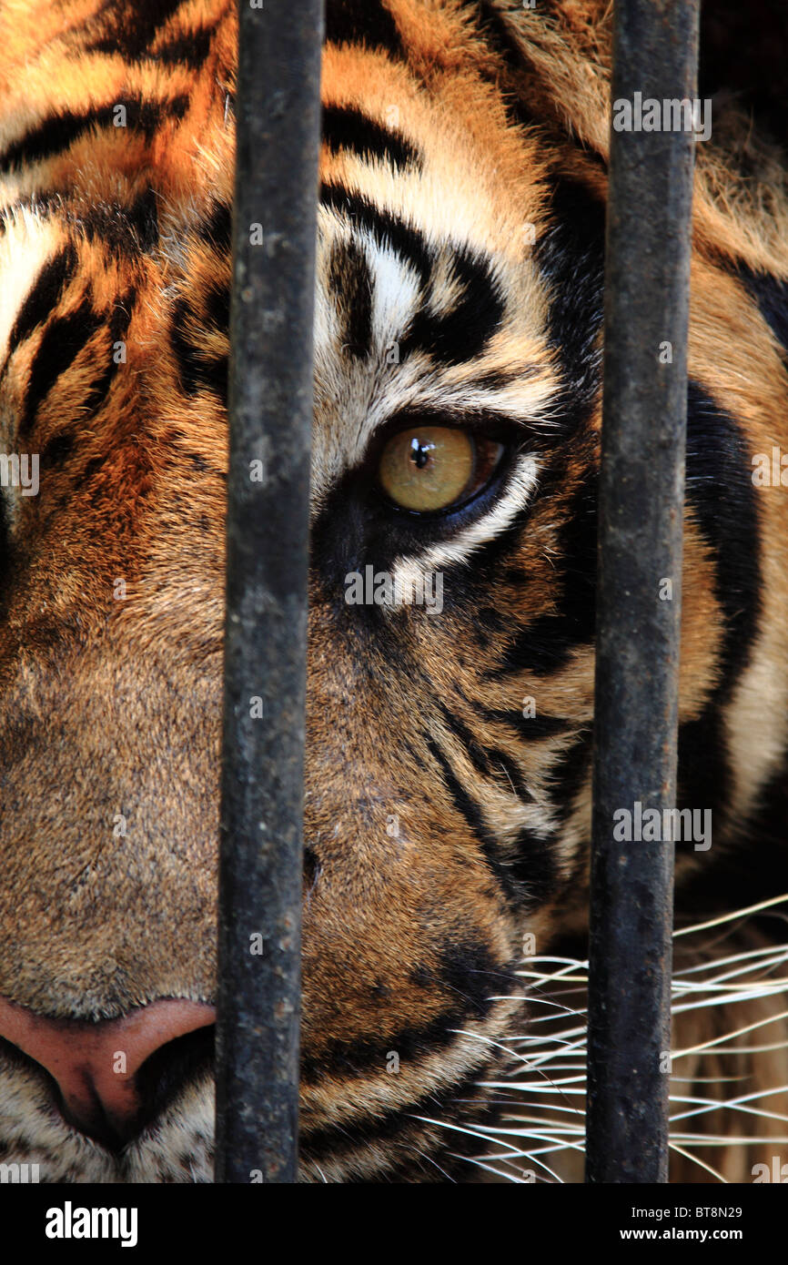 Tiger Cage High Resolution Stock Photography and Images - Alamy