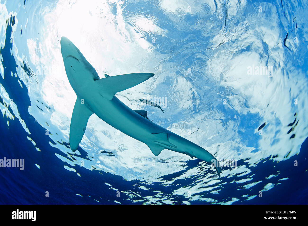 Blue Shark, Prionace glauca, Azores, Portugal, Atlantic Ocean Stock ...