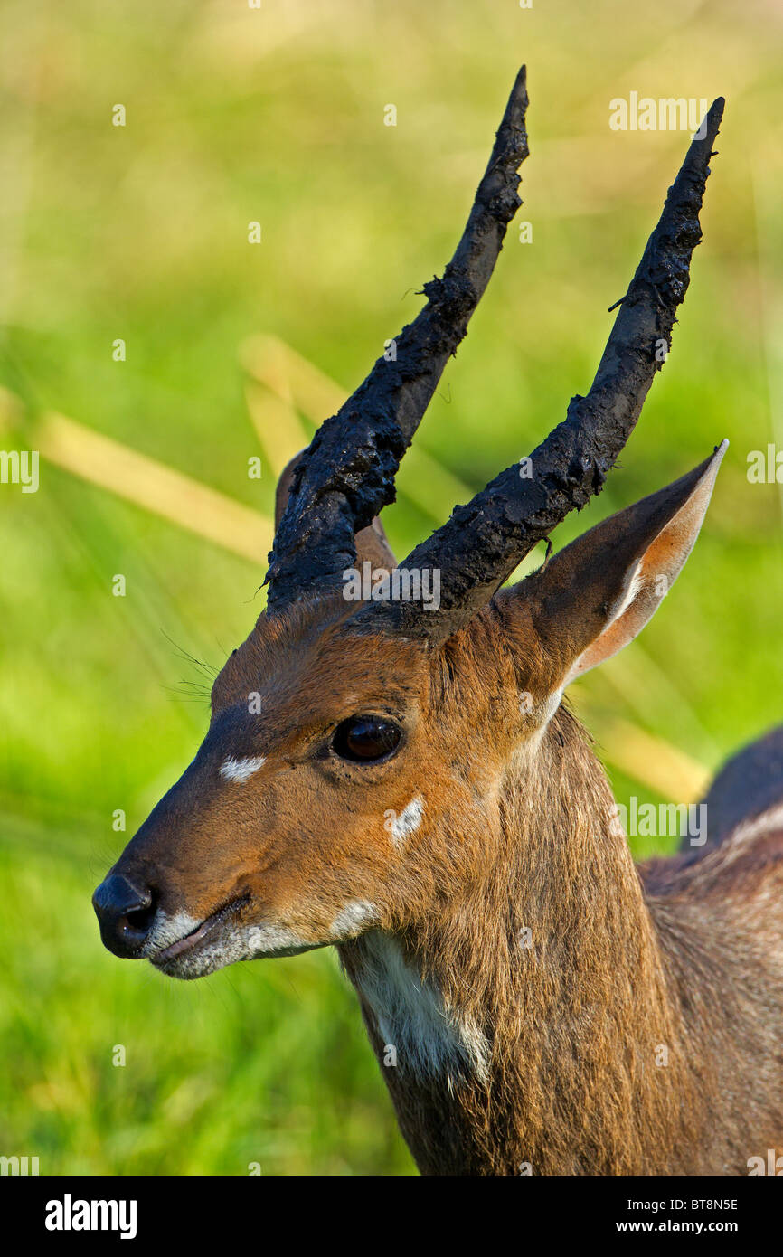Bushbuck showing long sharp horns, Kruger National Park, South Africa ...