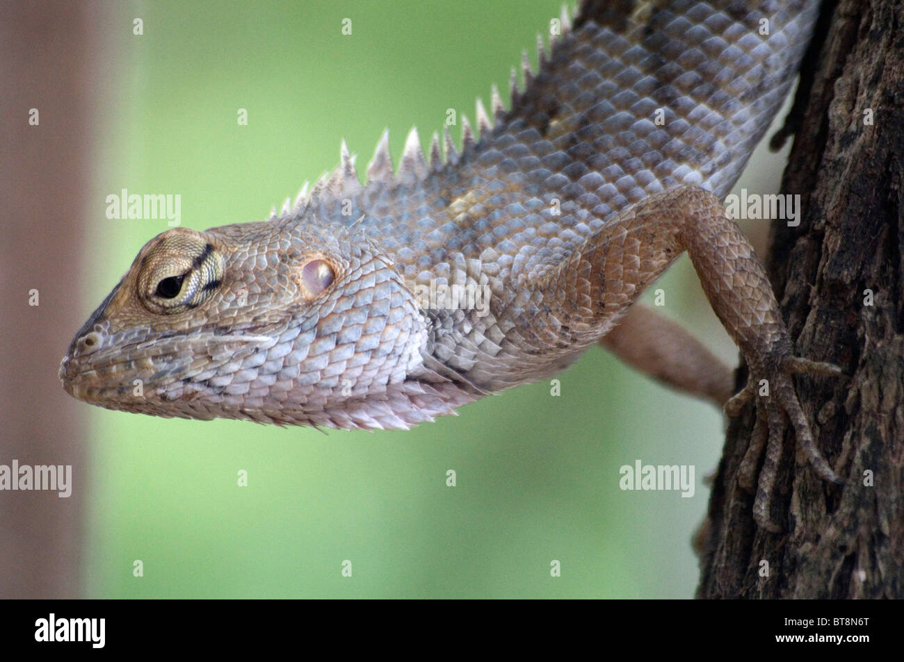 Gecko on tree, Goa, India Stock Photo - Alamy
