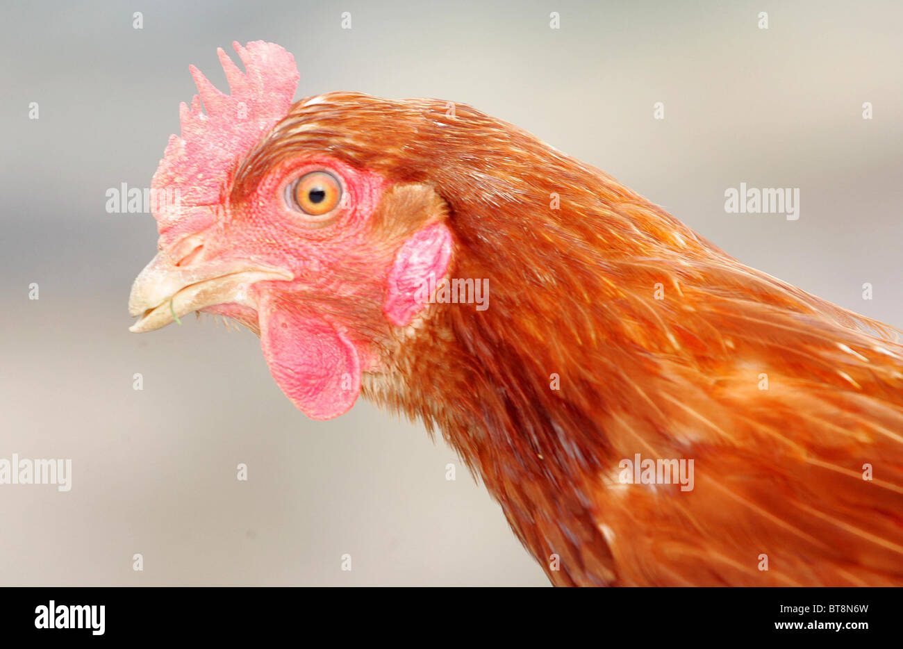 Free Range chickens at Grassington farm in North Chailey. Picture by ...