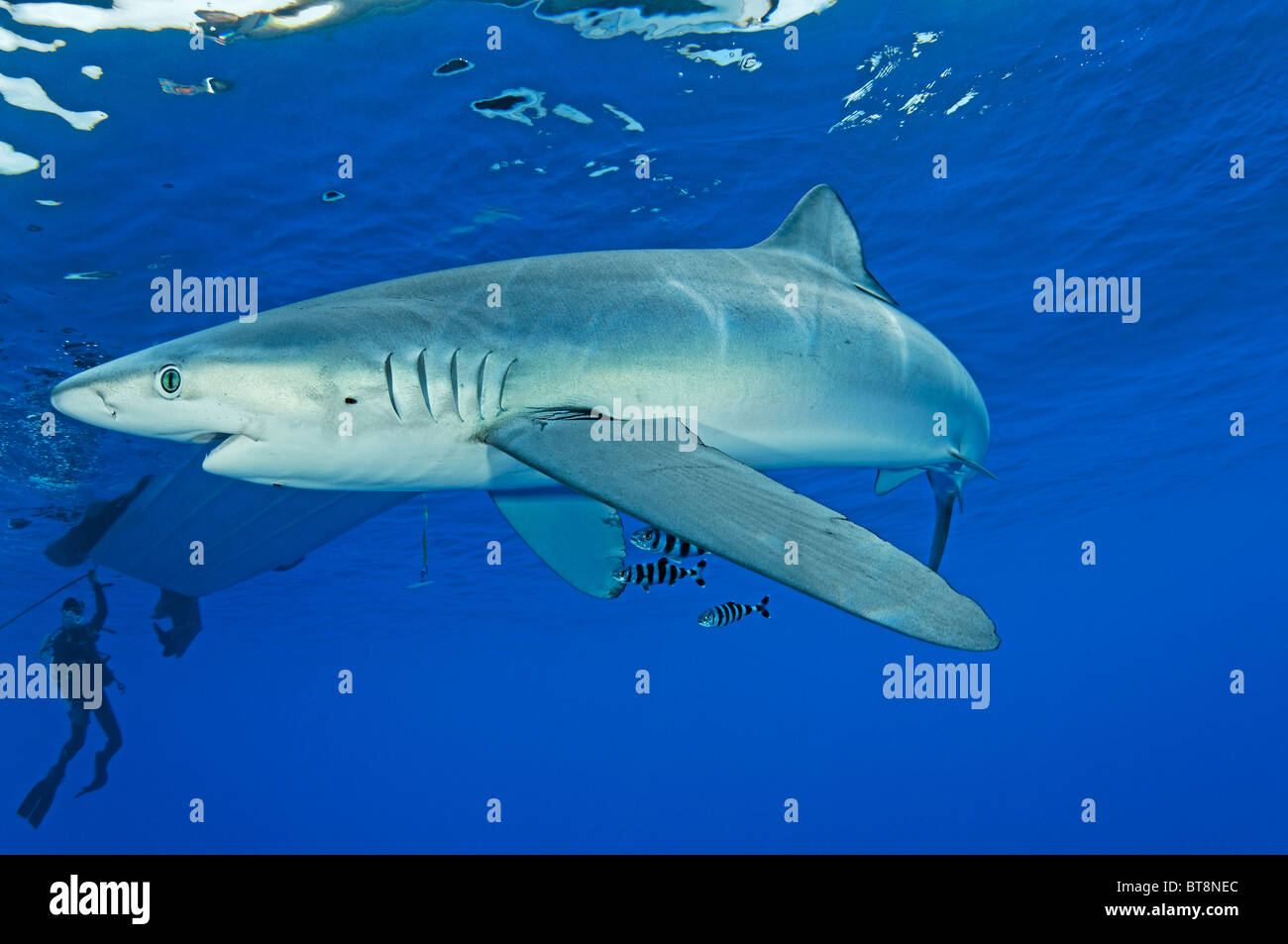 Shark scuba diver hi-res stock photography and images - Alamy
