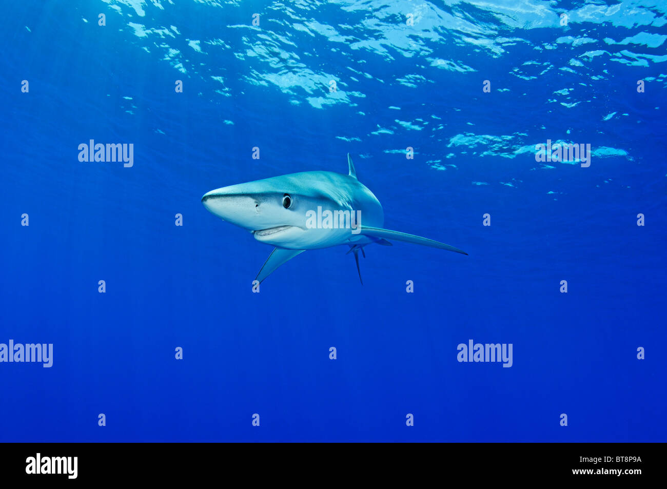 Blue Shark, Prionace glauca, Azores, Portugal, Atlantic Ocean Stock ...