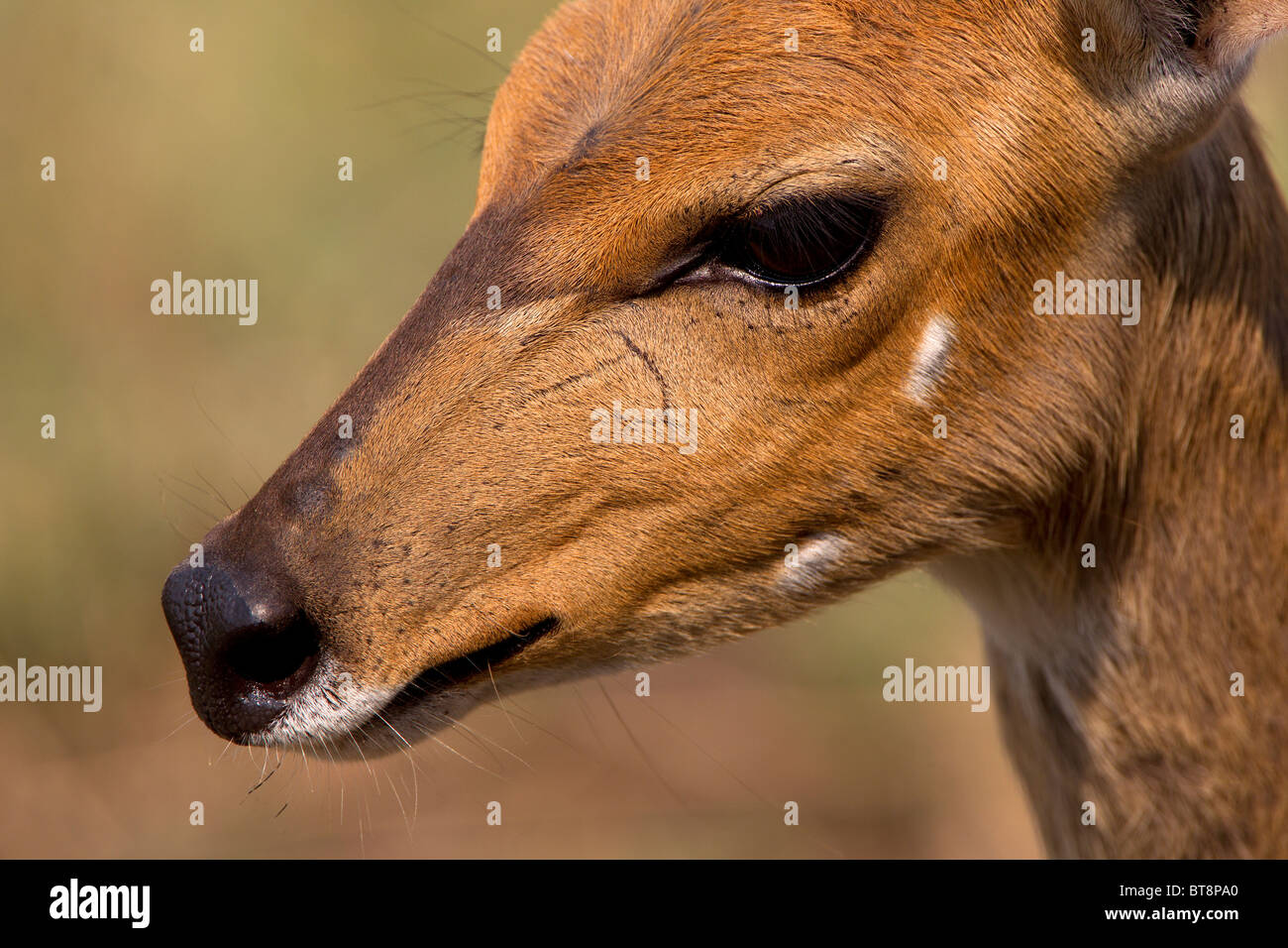 Bushbuck antelope in africa hi-res stock photography and images - Alamy