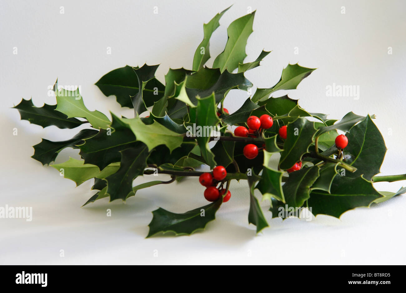 Sprigs Of Holly Stock Photos & Sprigs Of Holly Stock Images - Alamy