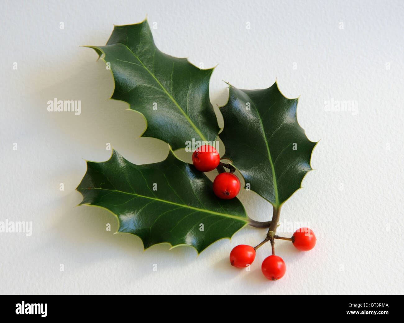 Holly boughs hi-res stock photography and images - Alamy