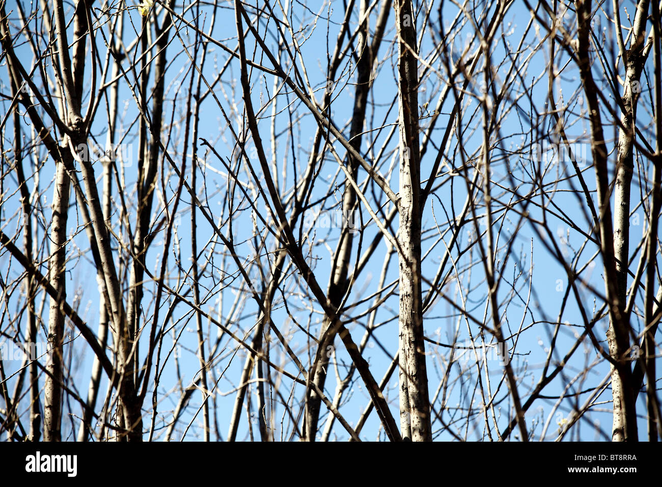 abstract branches in the woods, shallow dof Stock Photo - Alamy