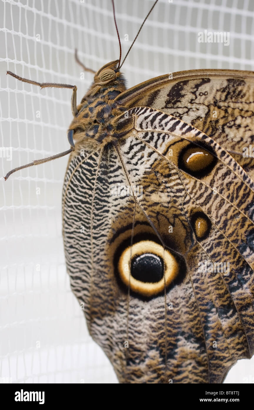 Wing detail of an Owl butterfly (Caligo sp Stock Photo - Alamy