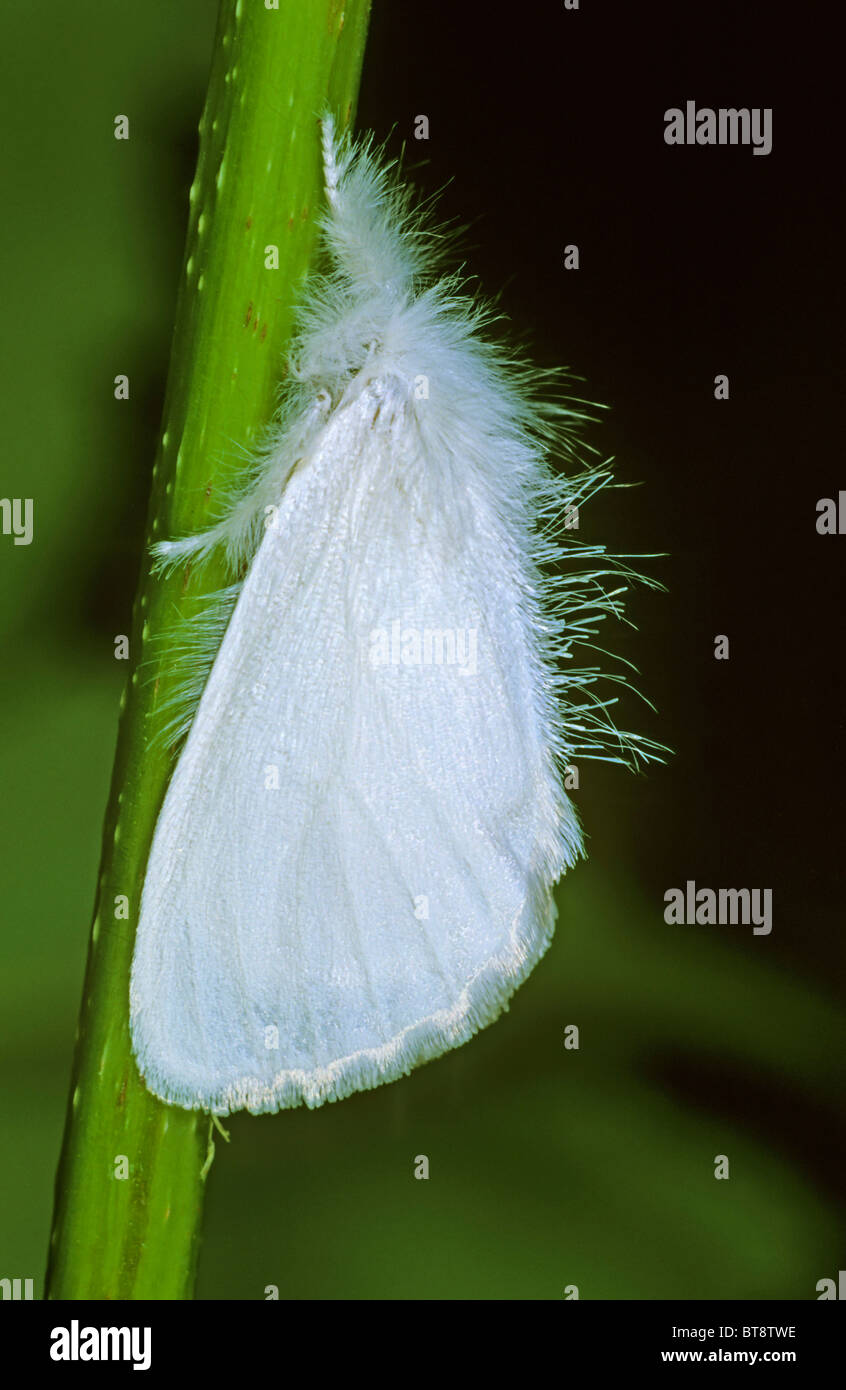 Similis hi-res stock photography and images - Alamy