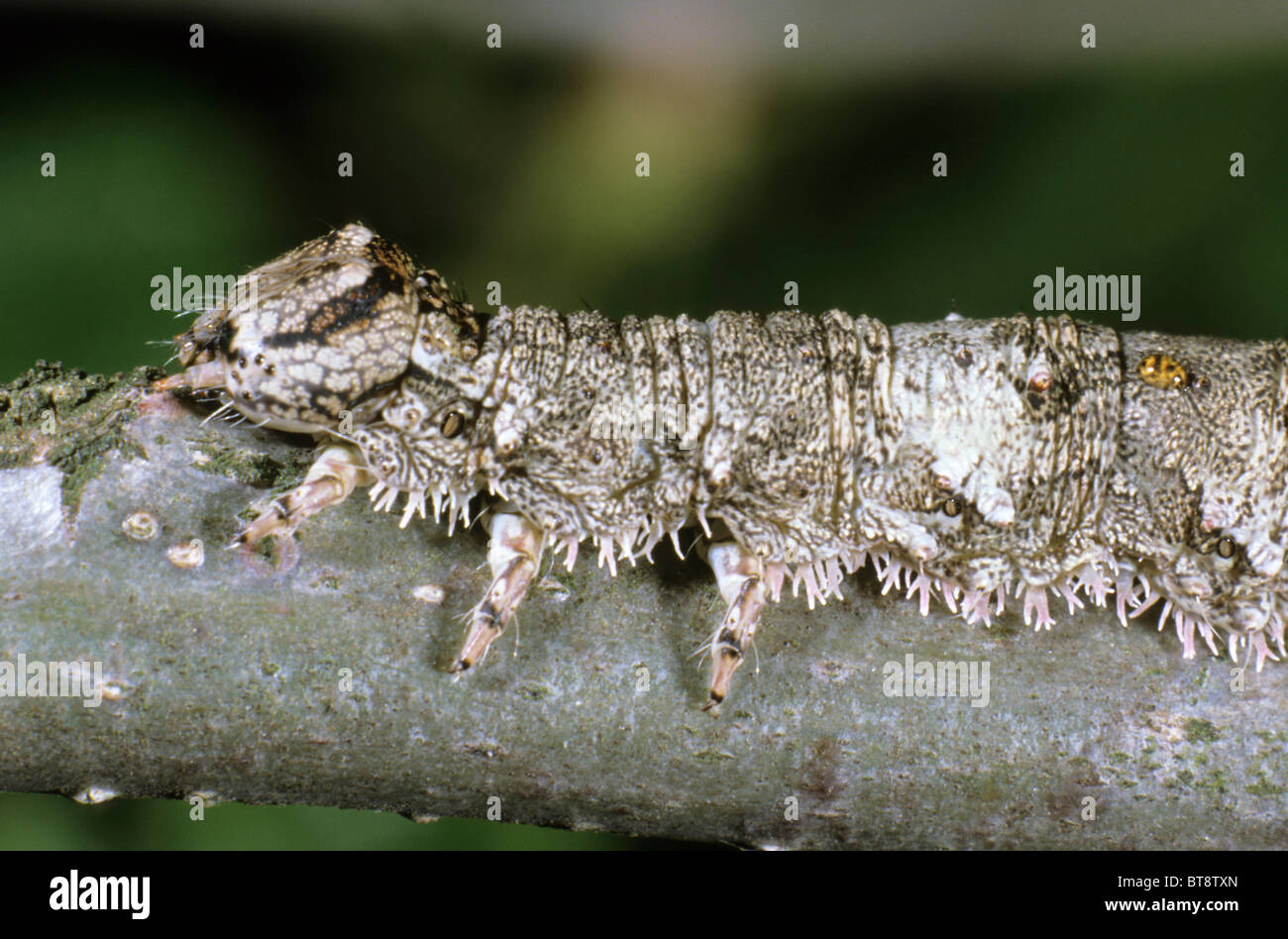 Light Crimson Underwing (Catocala promissa), close-up of the ...