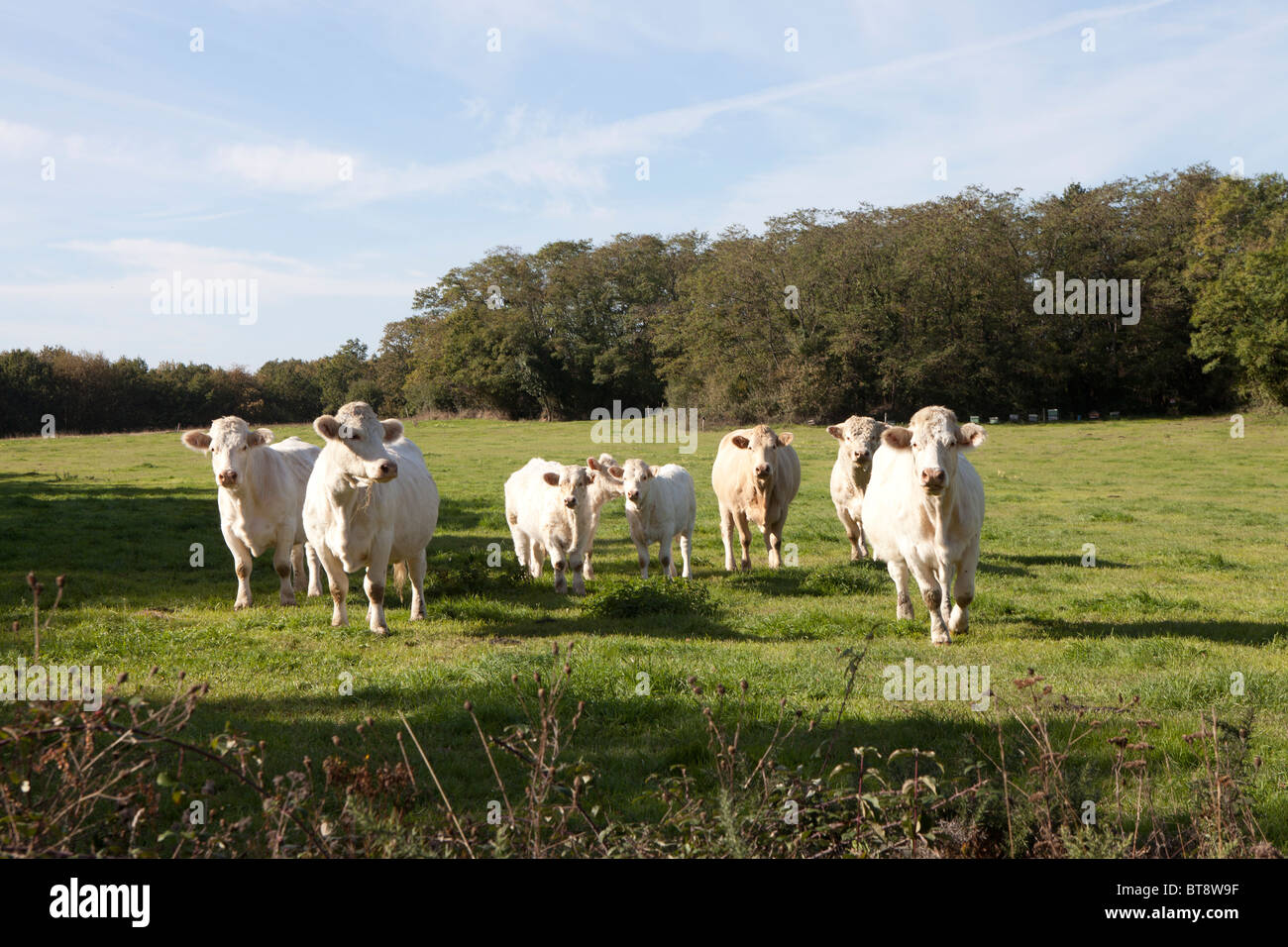 White animals hi-res stock photography and images - Alamy