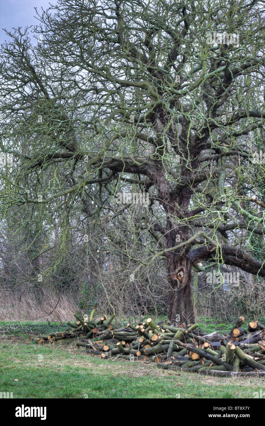 Tree with cut timber beneath Stock Photo - Alamy